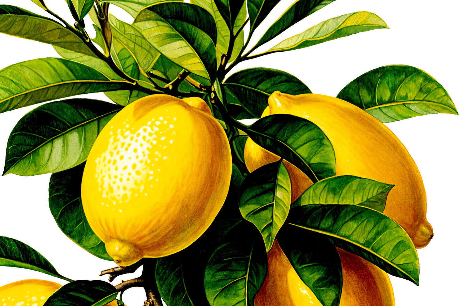 Sorrento Lemons: the Rich History and Unique Allure